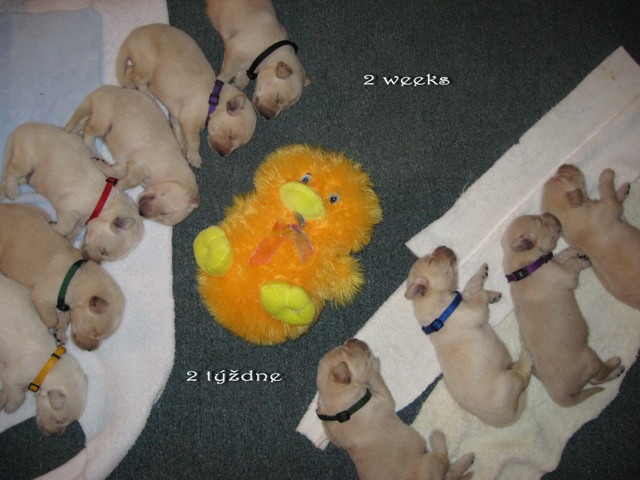 Vrh - A :: Sun Shine Shamwari