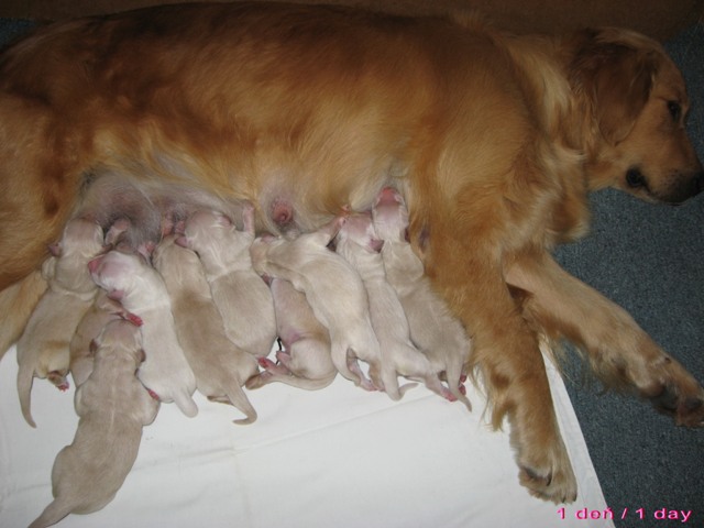 Vrh - A :: Sun Shine Shamwari