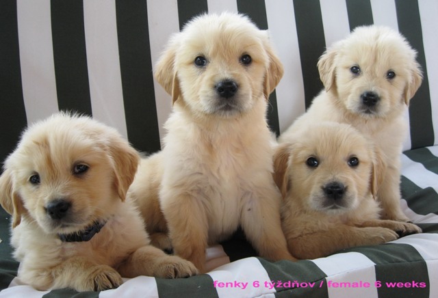 Vrh - A :: Sun Shine Shamwari