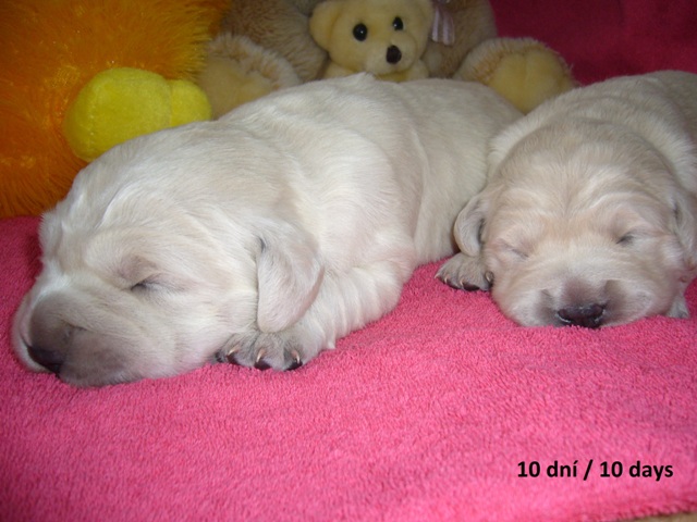 Vrh - B :: Sun Shine Shamwari