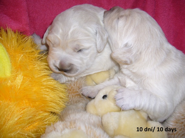 Vrh - B :: Sun Shine Shamwari