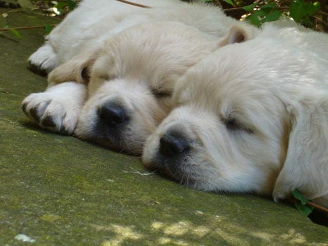 Vrh - B :: Sun Shine Shamwari