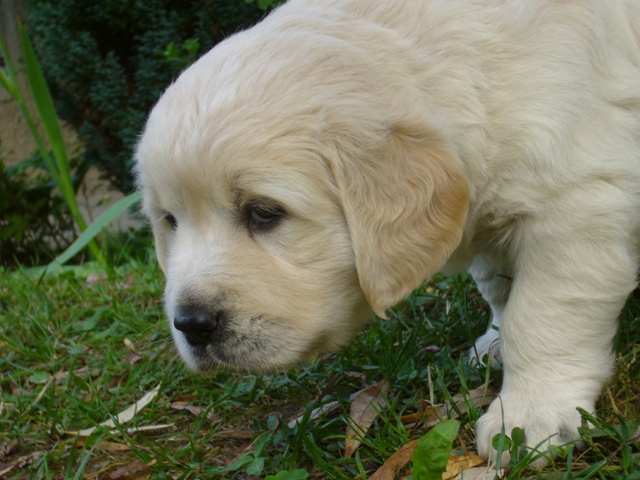 Vrh - B :: Sun Shine Shamwari